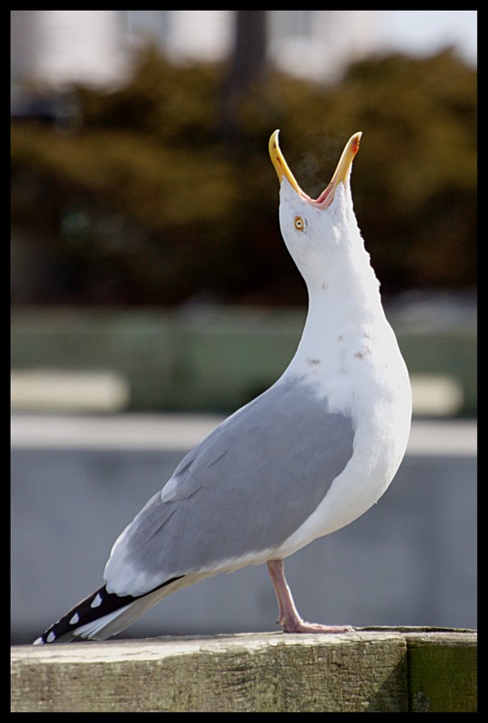Squawking Seagull