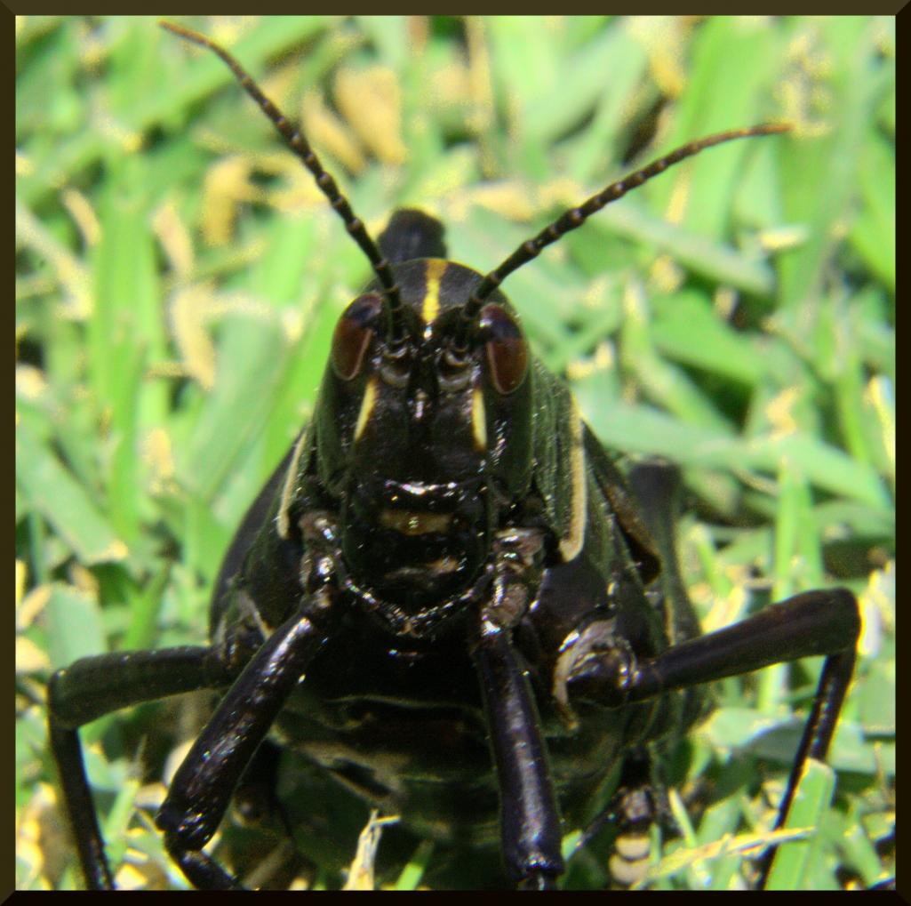 Beware of the Devil Horse!!!! | The Photography Forum